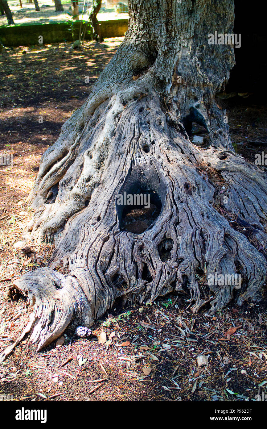 Wind beaten trees hi-res stock photography and images - Alamy
