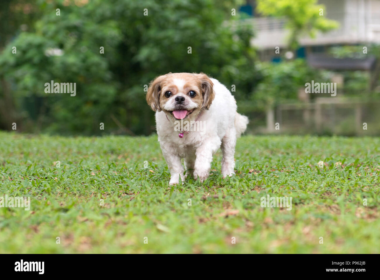 Portrait of a cute Shih Tzu dog Stock Photo - Alamy