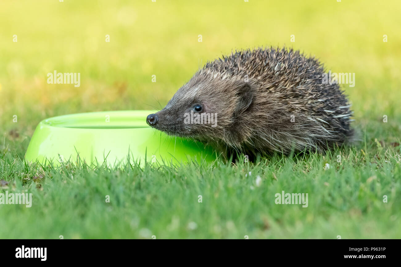 Hedgehog, wild, native hedgehog provided with a bowl of water. Taken ...