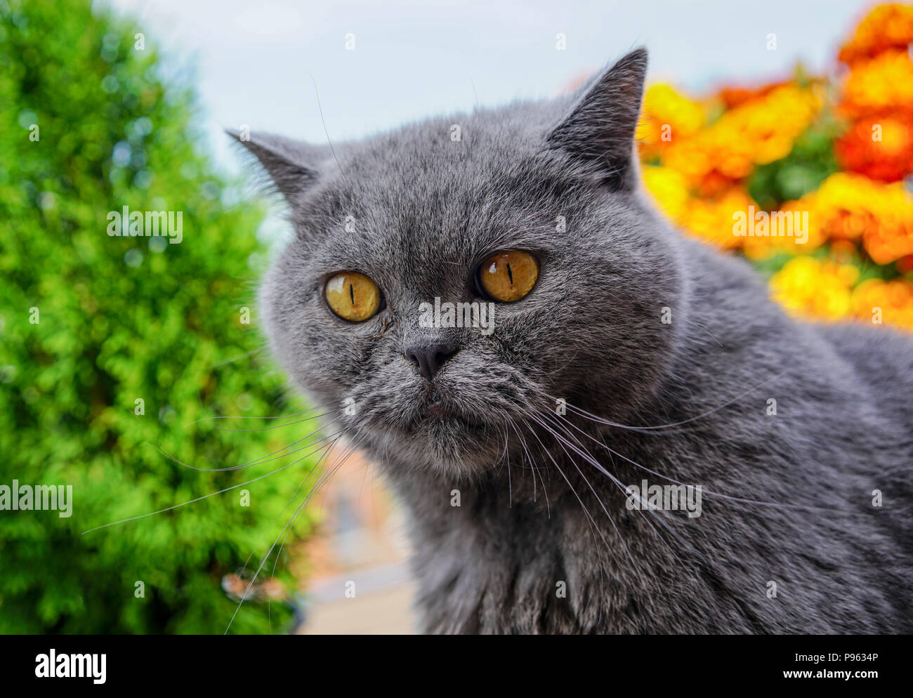 british shorthair cat closeup on a natural background, funny cat face ...