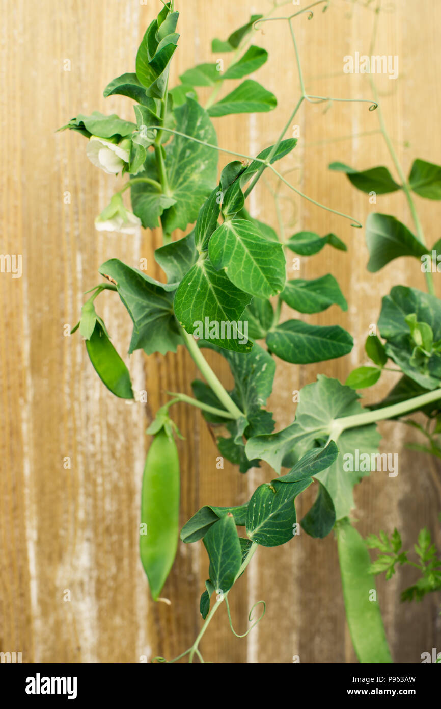 Crop agriculture vegetable hi-res stock photography and images - Alamy