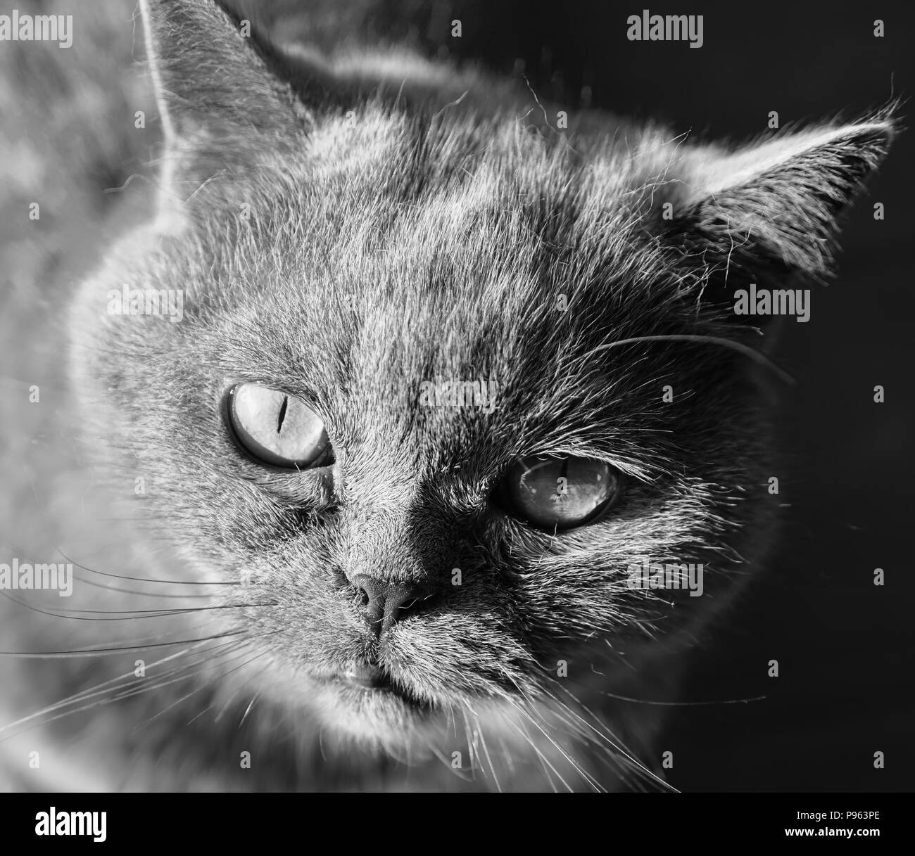 Funny cat face hi-res stock photography and images - Alamy