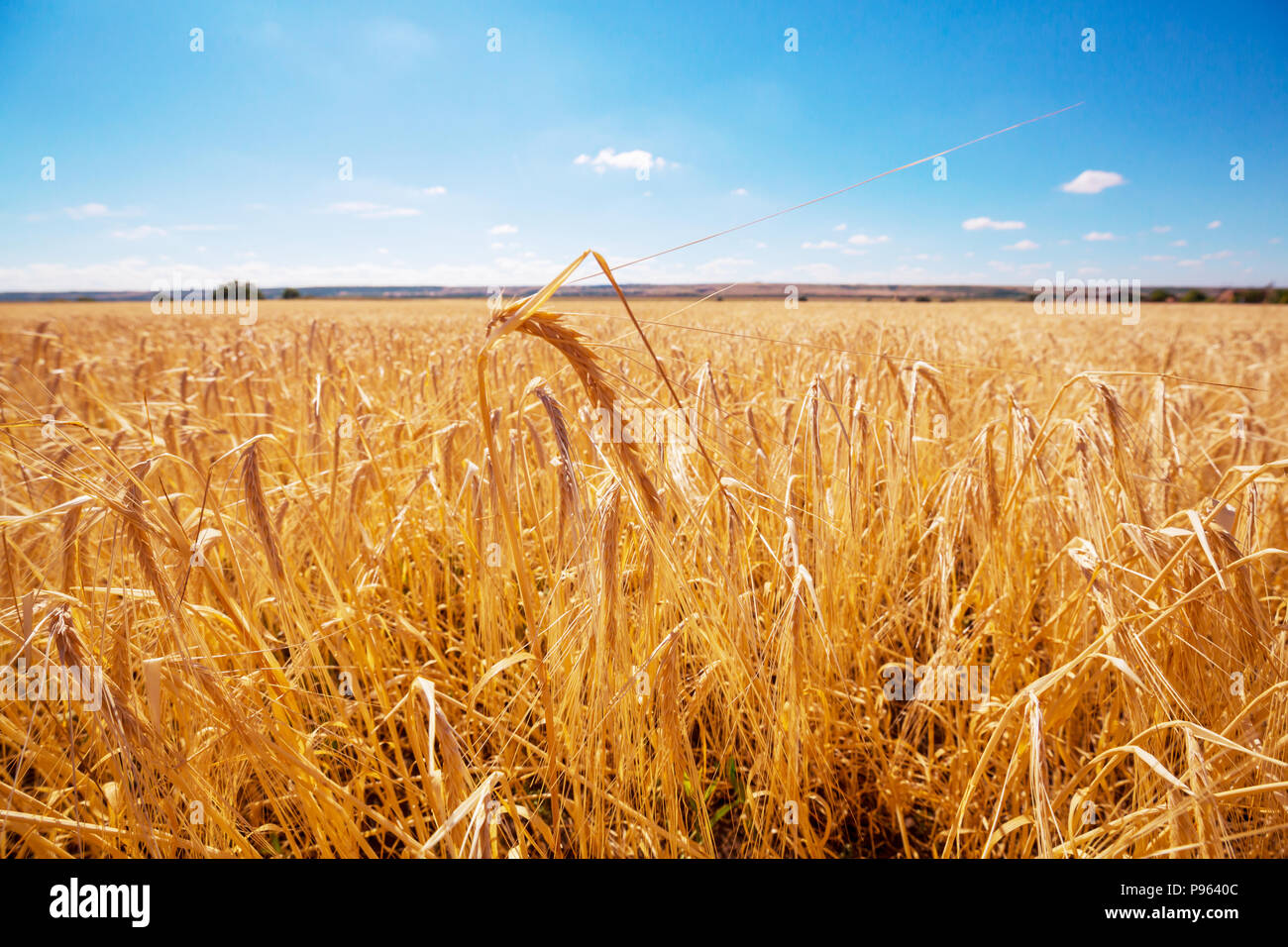 Wheat field, close up shot Stock Photo - Alamy