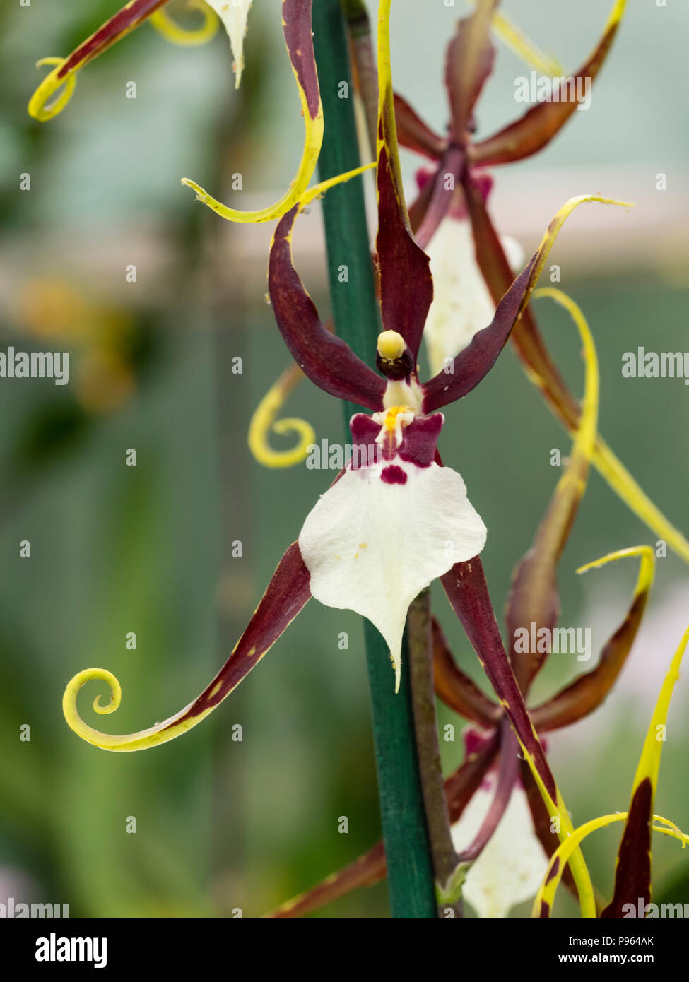 Dark red and white flower of the epiphytic, intergeneric hybrid orchid ...