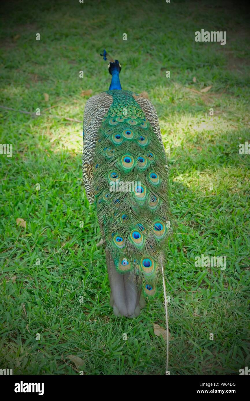 Peacock standing on a grass Stock Photo - Alamy