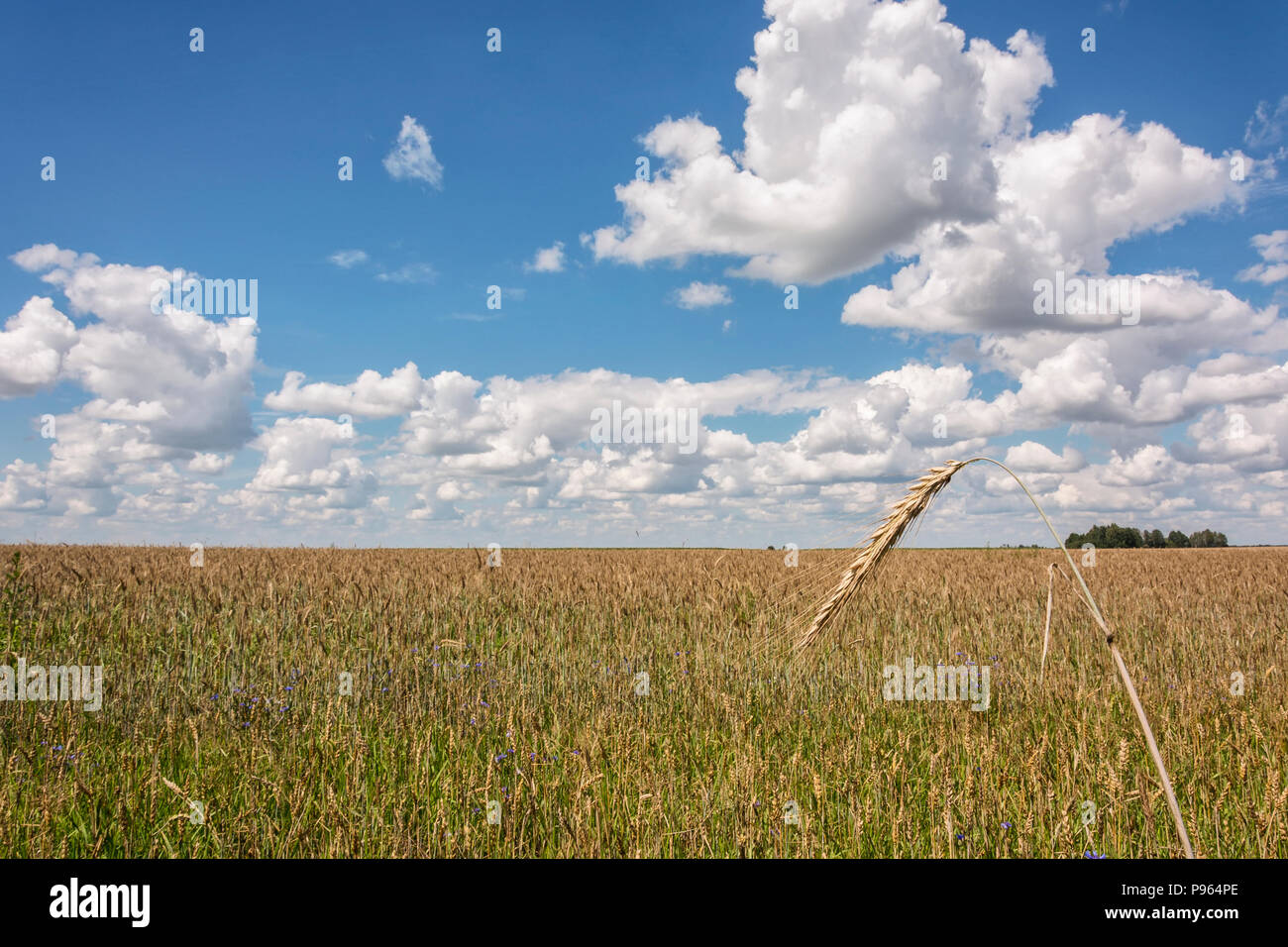 Summer landscape. The spike on the background field, horizon and sky ...