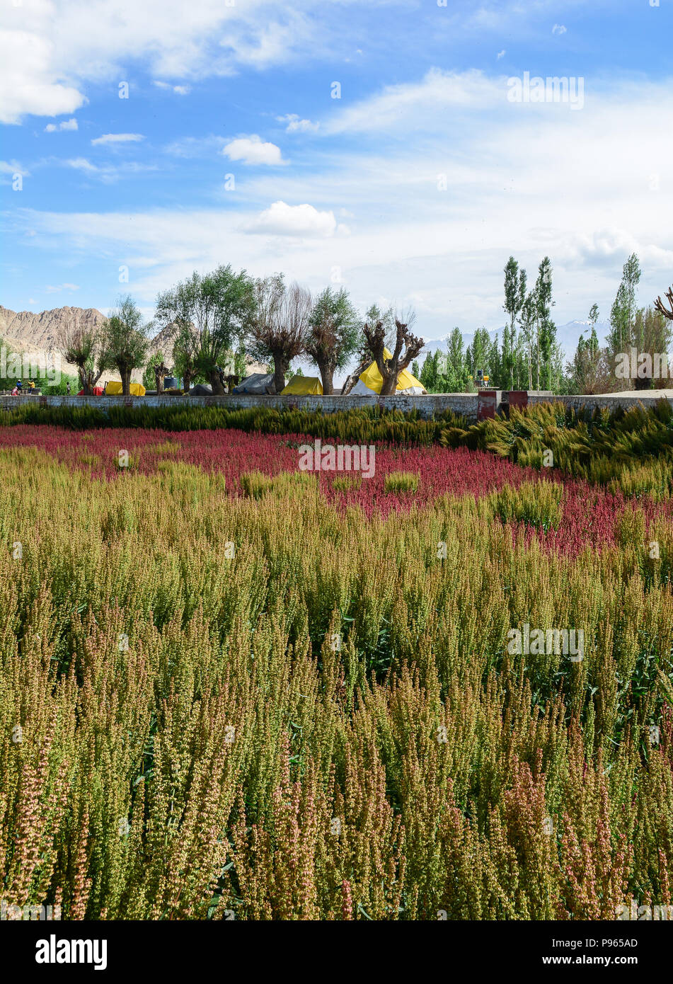 Grass field at sunny day in Ladakh, India Stock Photo - Alamy
