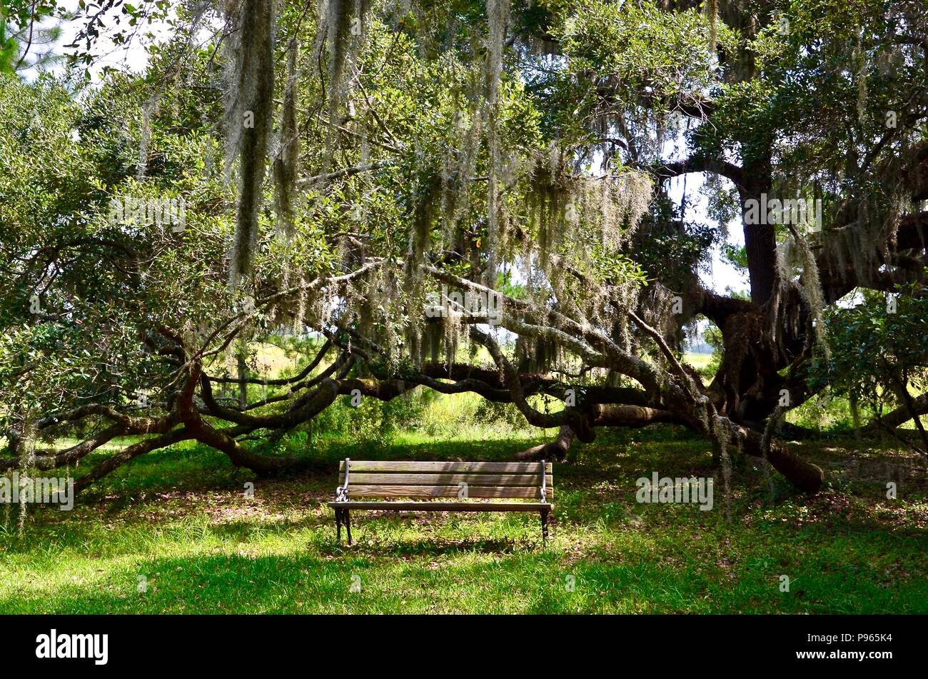 Old trees insects hi-res stock photography and images - Alamy