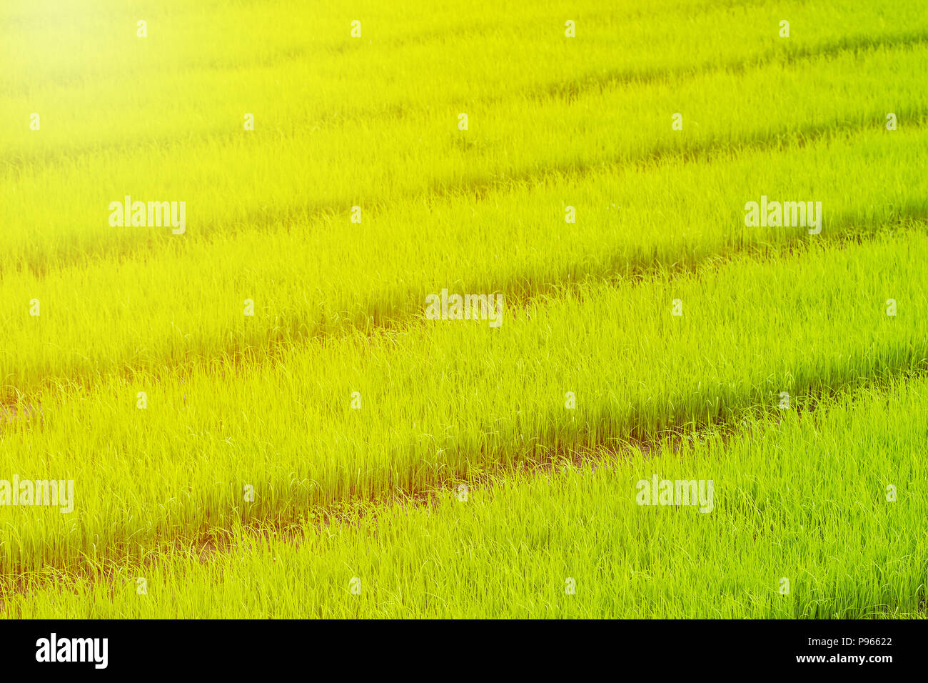 Paddy rice seedling in rice field growing. Rice paddy sapling Stock ...
