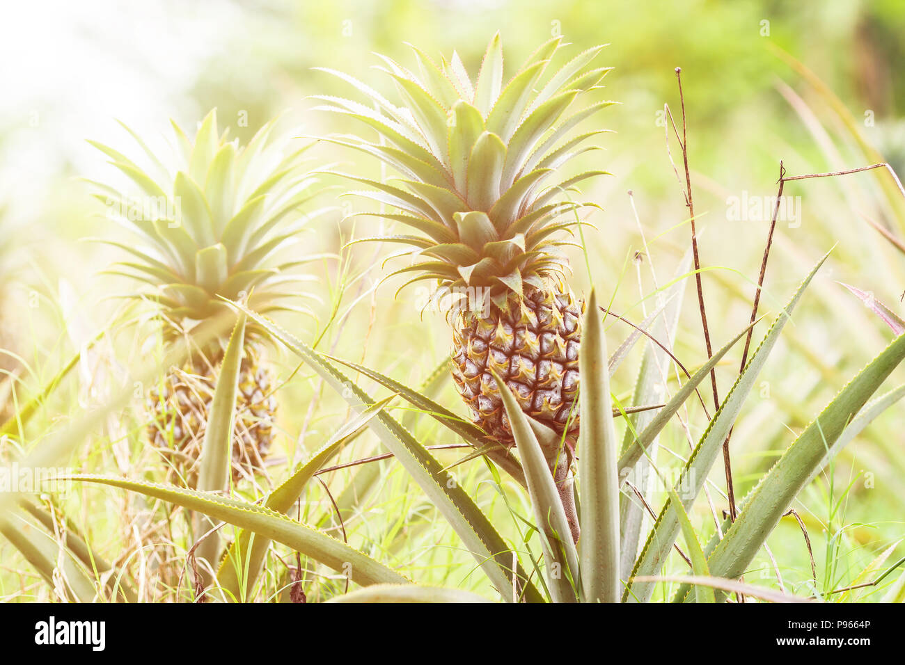 Close-up ripe pineapple fruit in plantation. Tropical pineapple fruit ...
