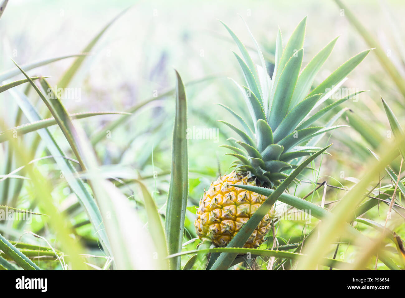 Close-up ripe pineapple fruit in plantation. Tropical pineapple fruit ...