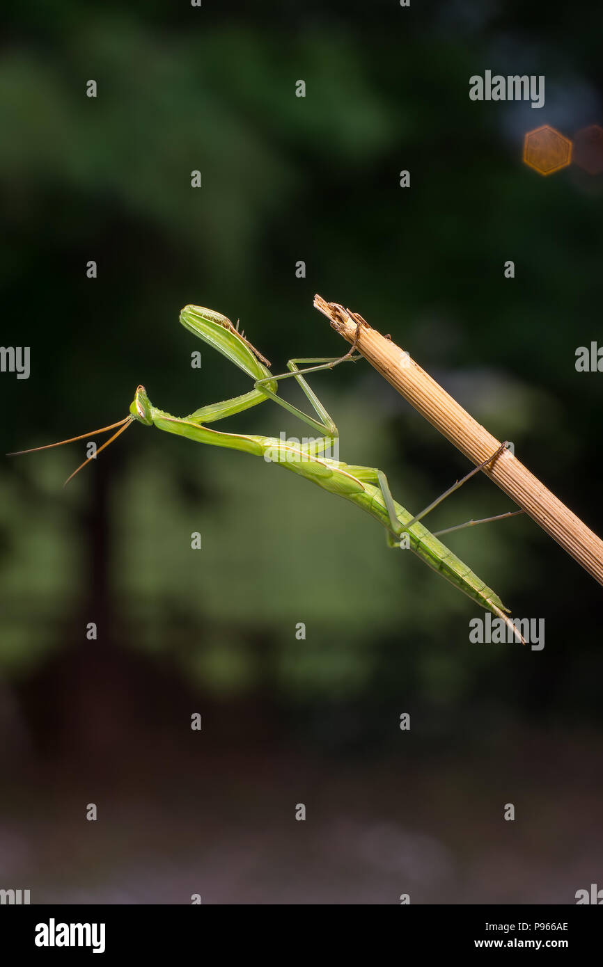 One on anther hi-res stock photography and images - Alamy