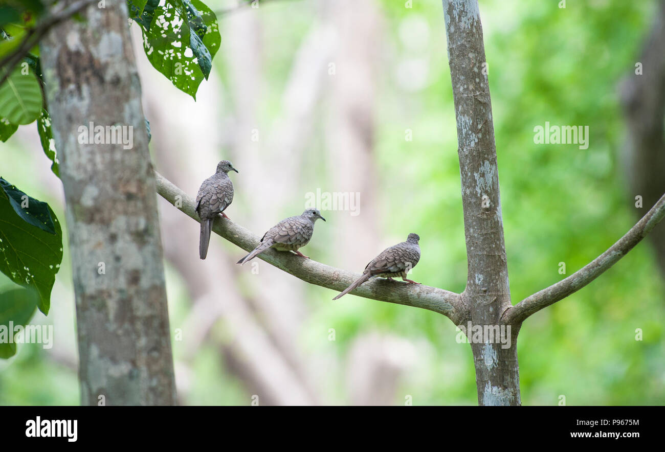 Three common ground doves sitting on a branch in a tree in the tropical ...