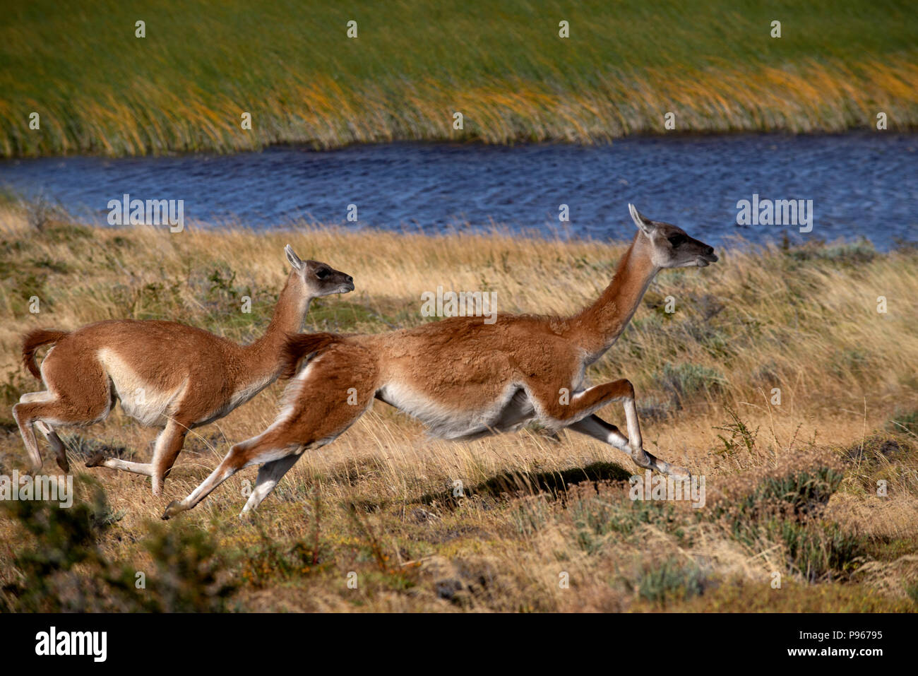2 adult guanaco fleeing in panic after spotting a Patagonian Puma ...