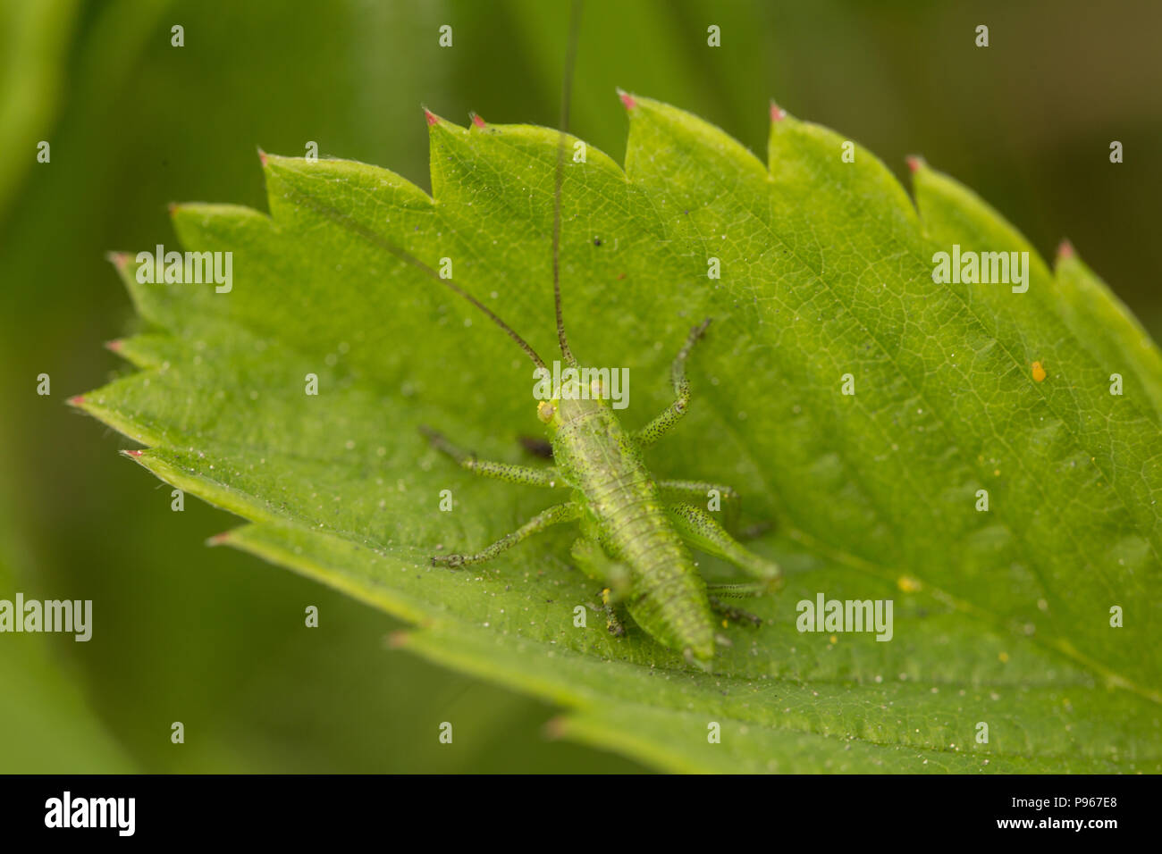 Outdoor macro image of beetle in its habitat Stock Photo - Alamy