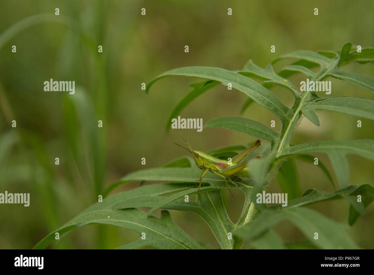 Grasshopper, grasshopper sitting in the green grass Stock Photo - Alamy