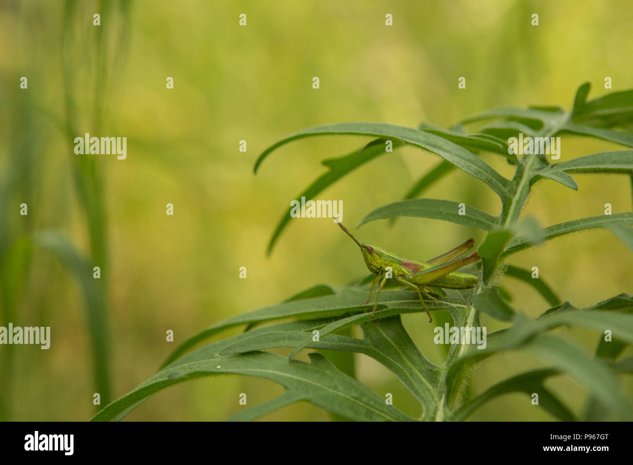 Grasshopper, grasshopper sitting in the green grass Stock Photo - Alamy