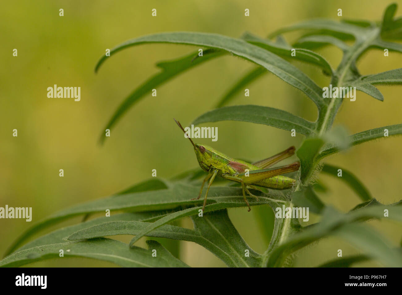 Grasshopper, grasshopper sitting in the green grass Stock Photo - Alamy