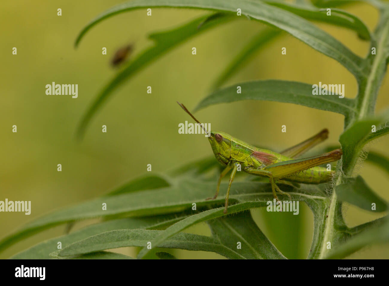 Grasshopper, grasshopper sitting in the green grass Stock Photo - Alamy
