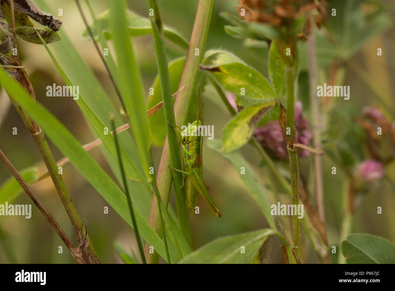 Grasshopper, grasshopper sitting in the green grass Stock Photo - Alamy