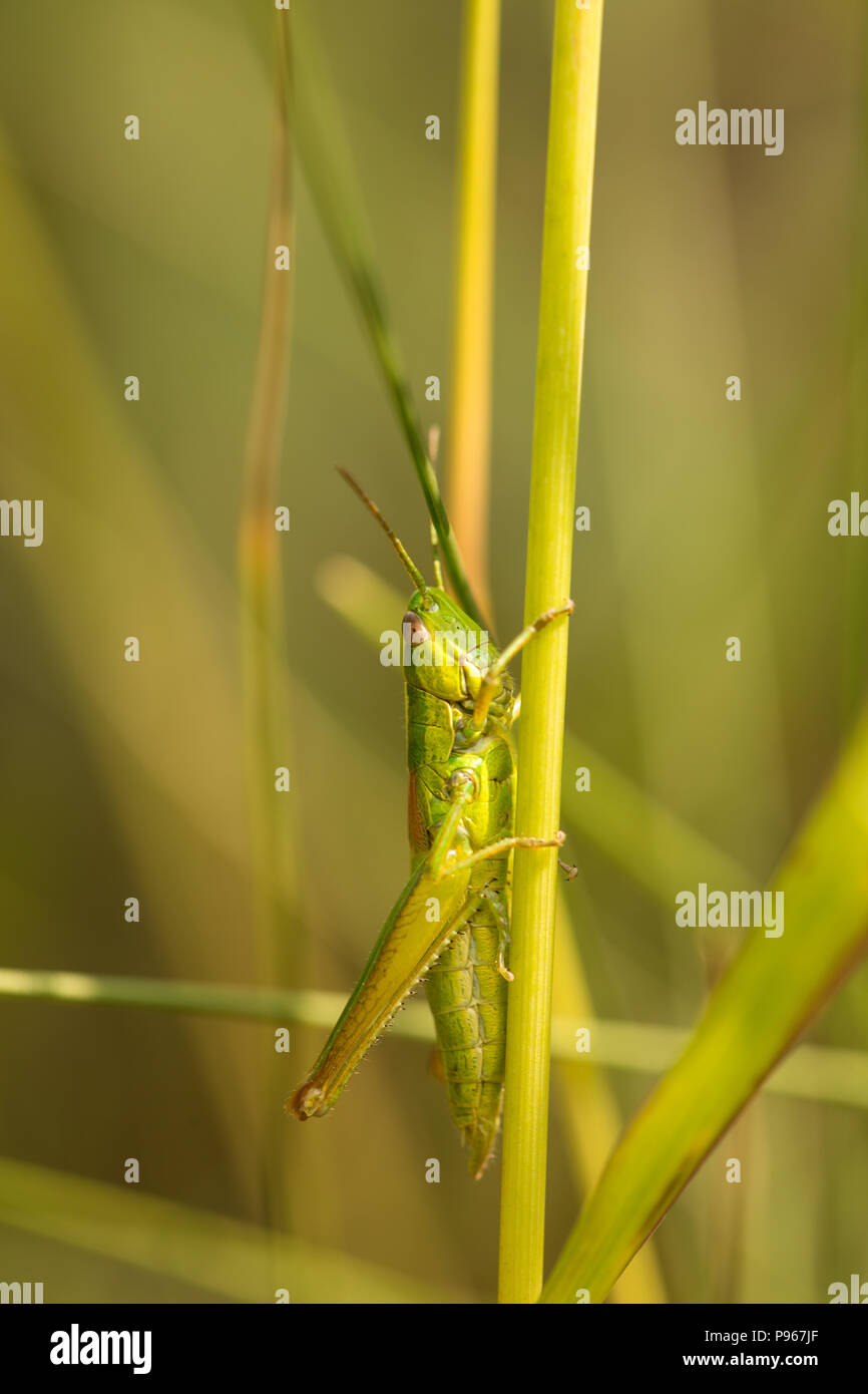 Grasshopper, grasshopper sitting in the green grass Stock Photo - Alamy