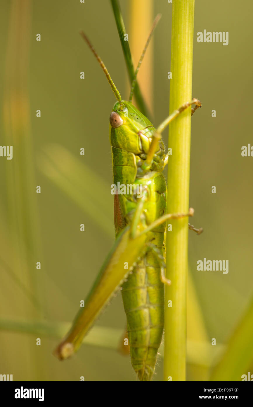 Grasshopper, grasshopper sitting in the green grass Stock Photo - Alamy