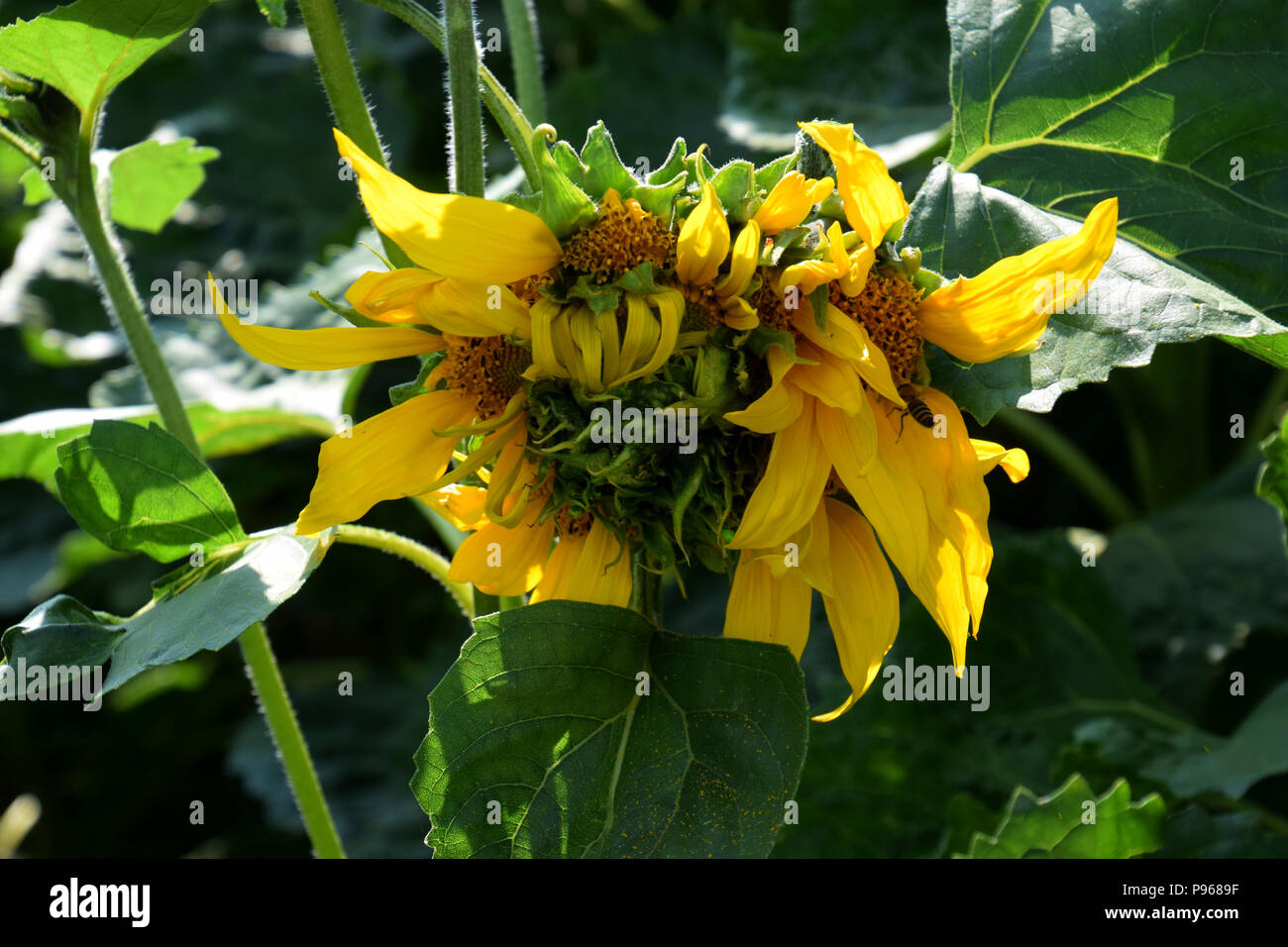 Deformed sunflower hi-res stock photography and images - Alamy