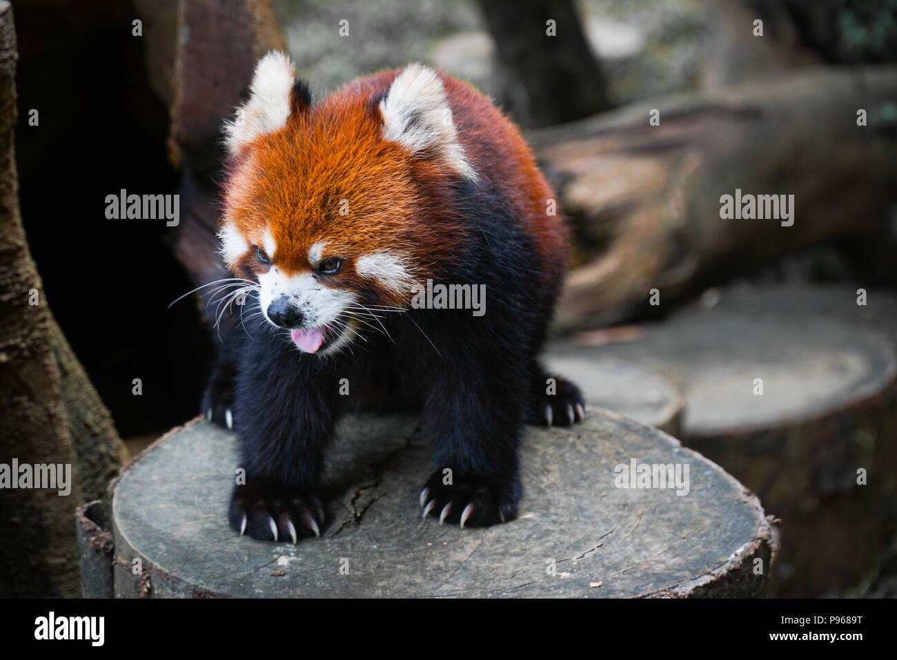 Taman safari hi-res stock photography and images - Alamy