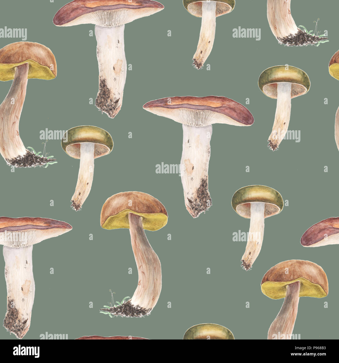 Russules and Boletus edulis mushrooms, seamless pattern. Watercolor ... Russules and Boletus edulis mushrooms, seamless pattern. Watercolor ...