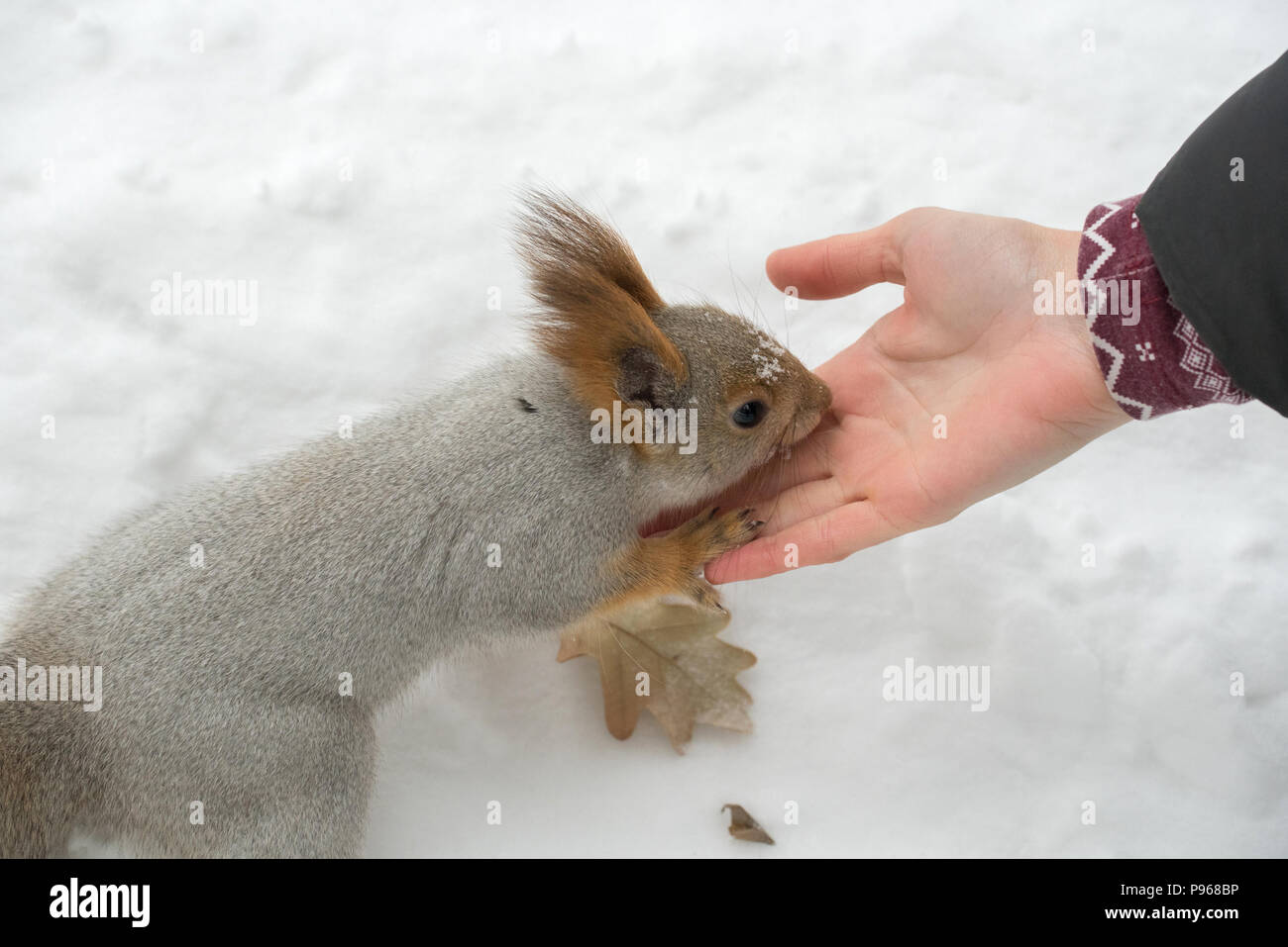 The gray squirrel eating sunflower seeds on the tree and house in the ...