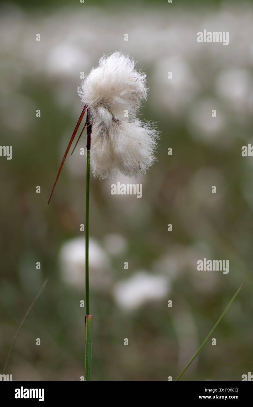 Common cottongrass (Eriophorum angustifolium) in seed. Sedge in the ...