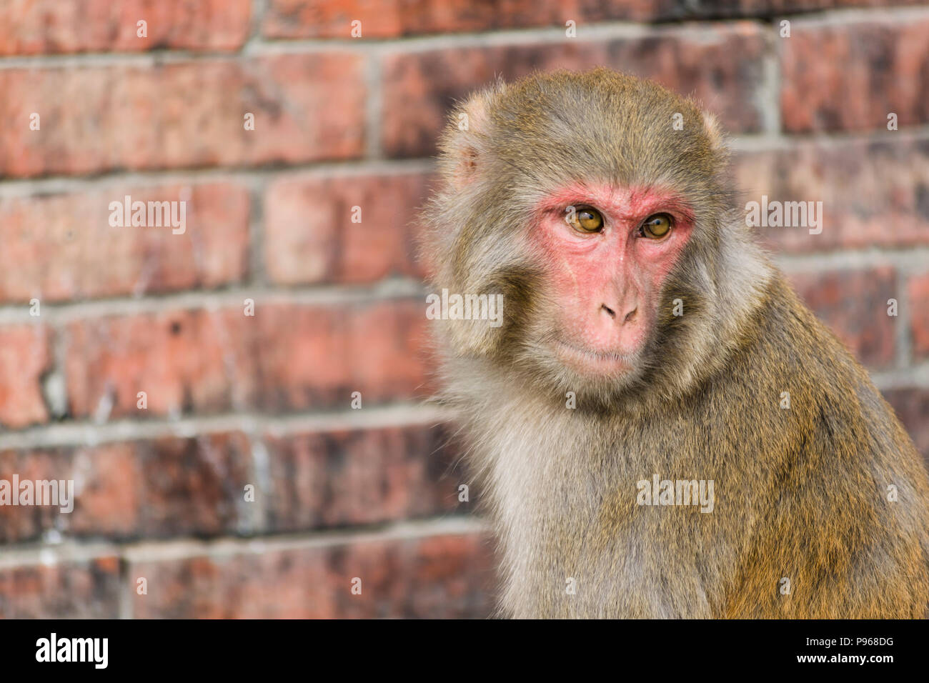 Macaca mulatta hi-res stock photography and images - Alamy