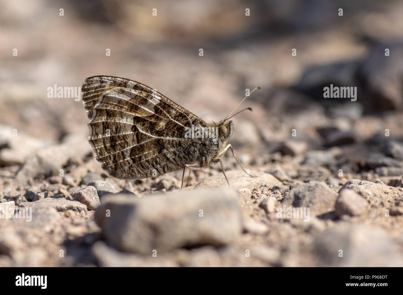 Grayling butterfly (Hipparchia semele) on rocky ground. Butterfly in ...