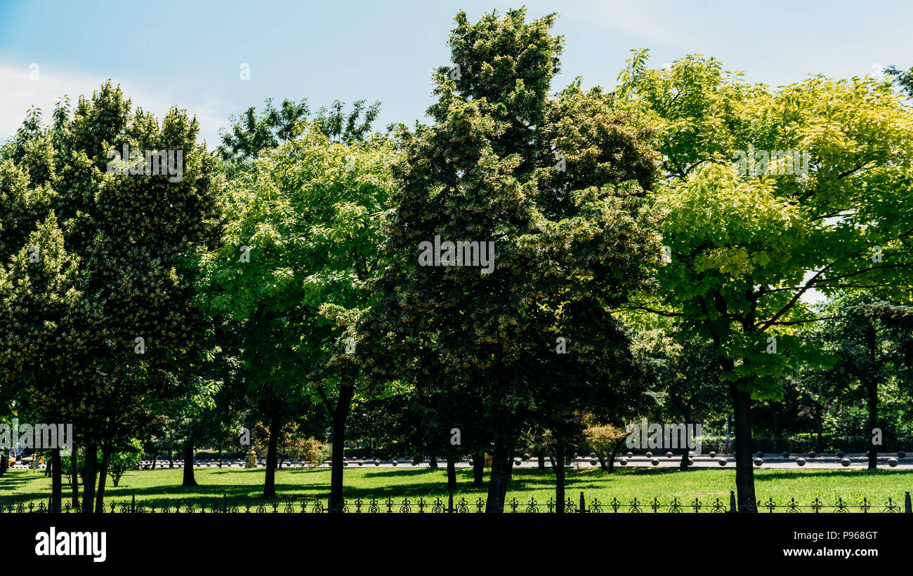 Public Park Green Trees Line In Summer Stock Photo - Alamy
