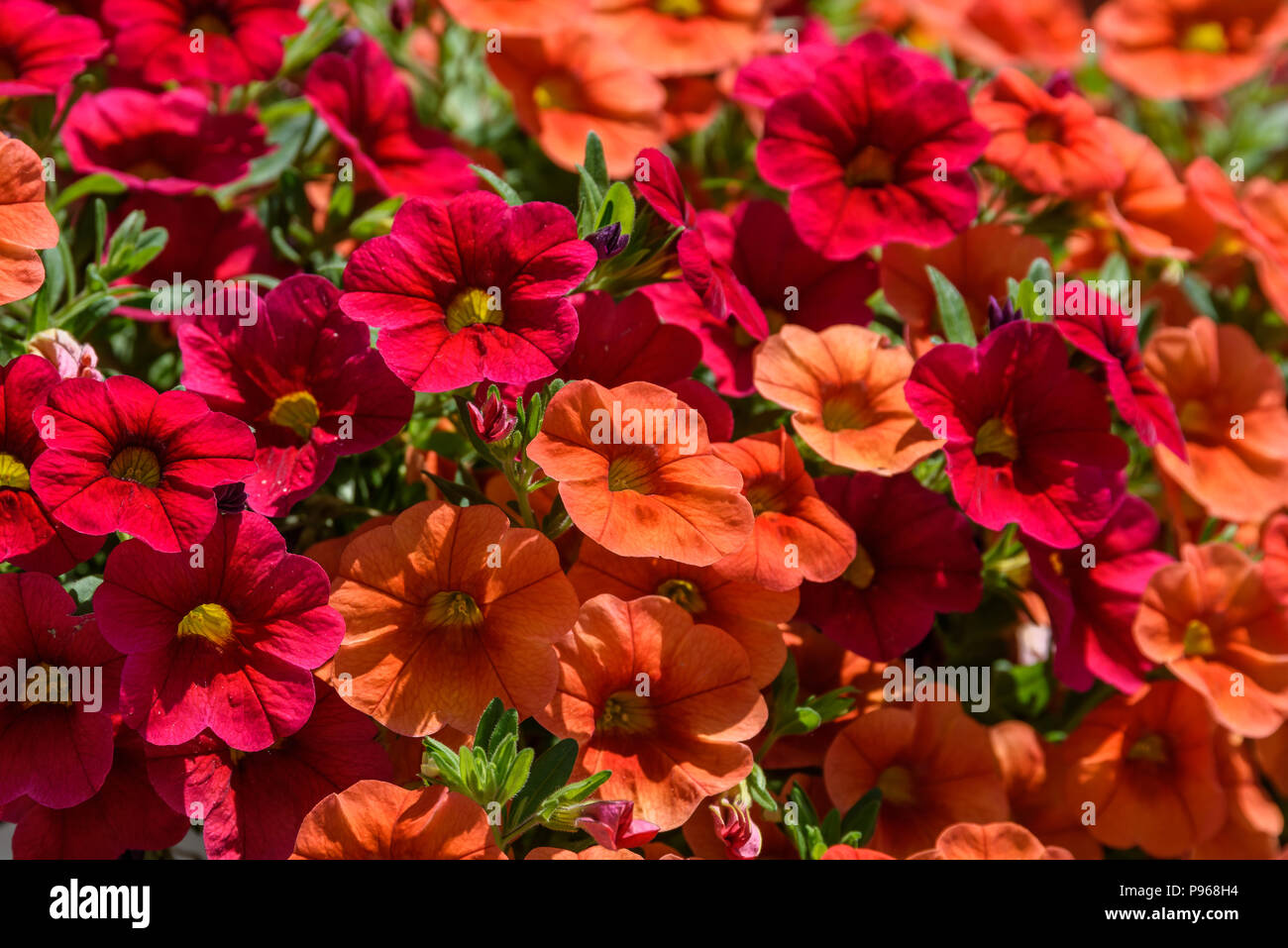 Geraniums garden hi-res stock photography and images - Alamy