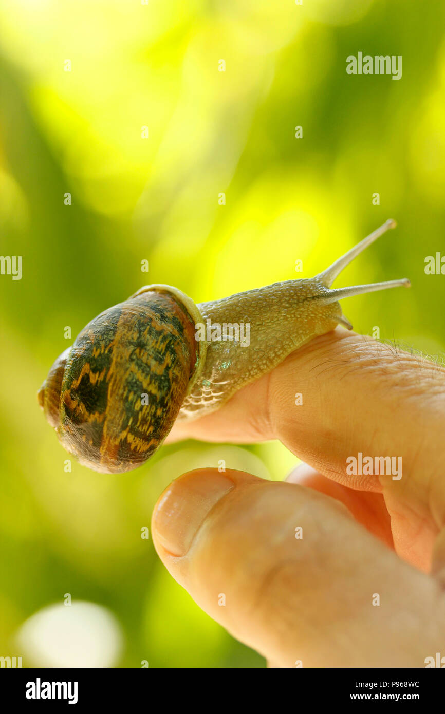 Snail on hand Stock Photo - Alamy