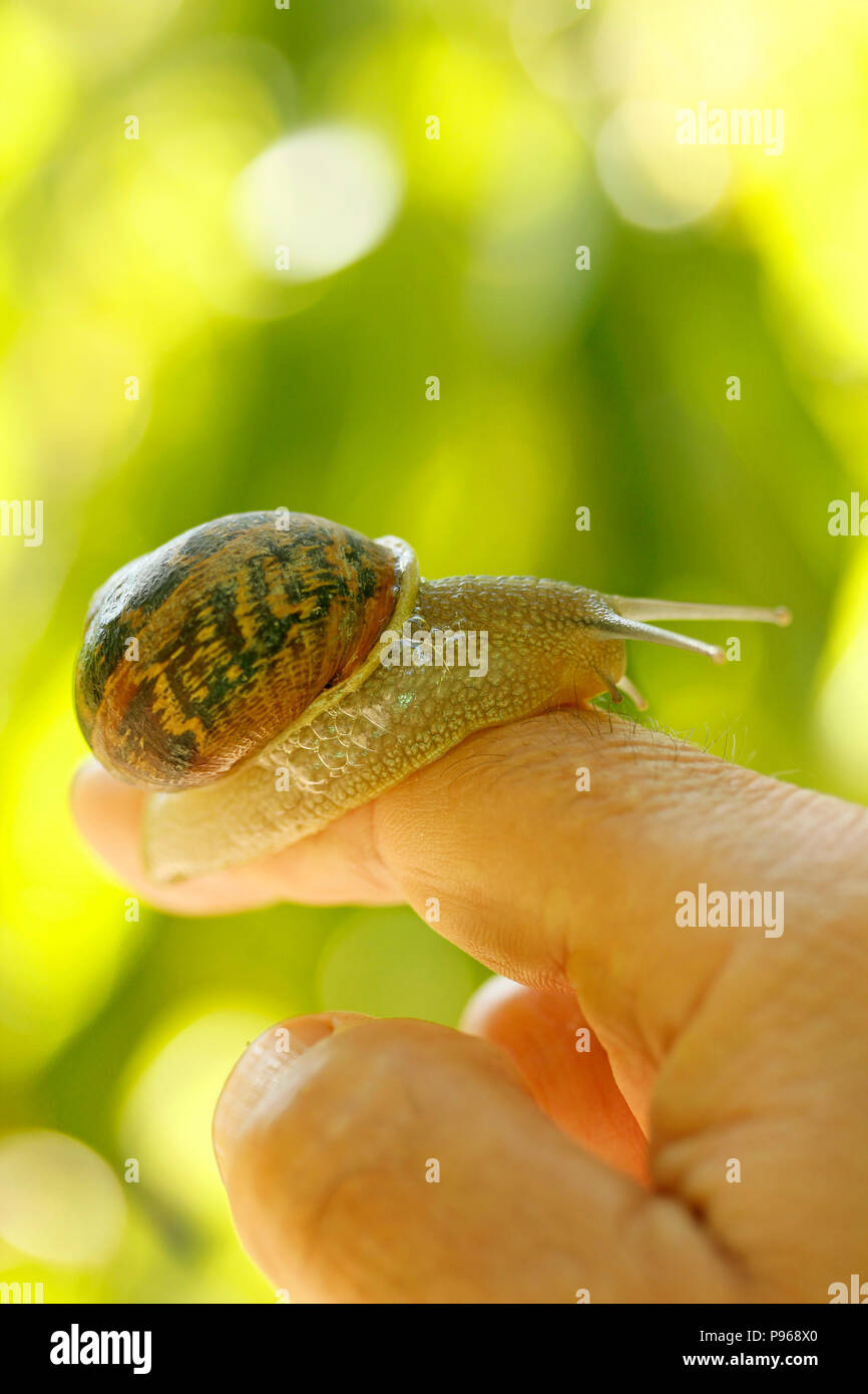 Snail on hand Stock Photo - Alamy