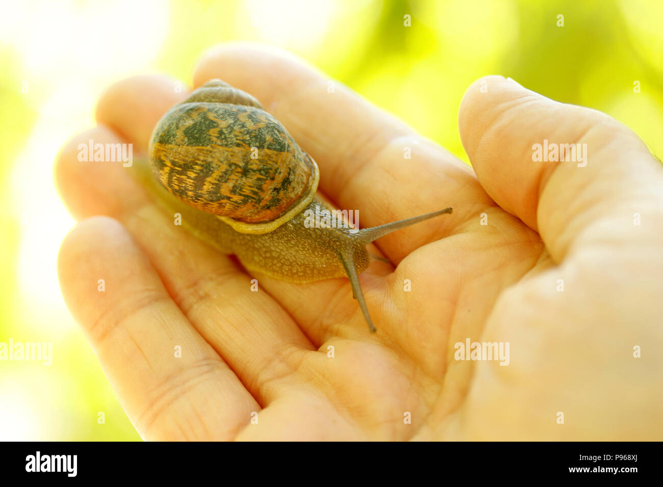 Snail on hand Stock Photo - Alamy