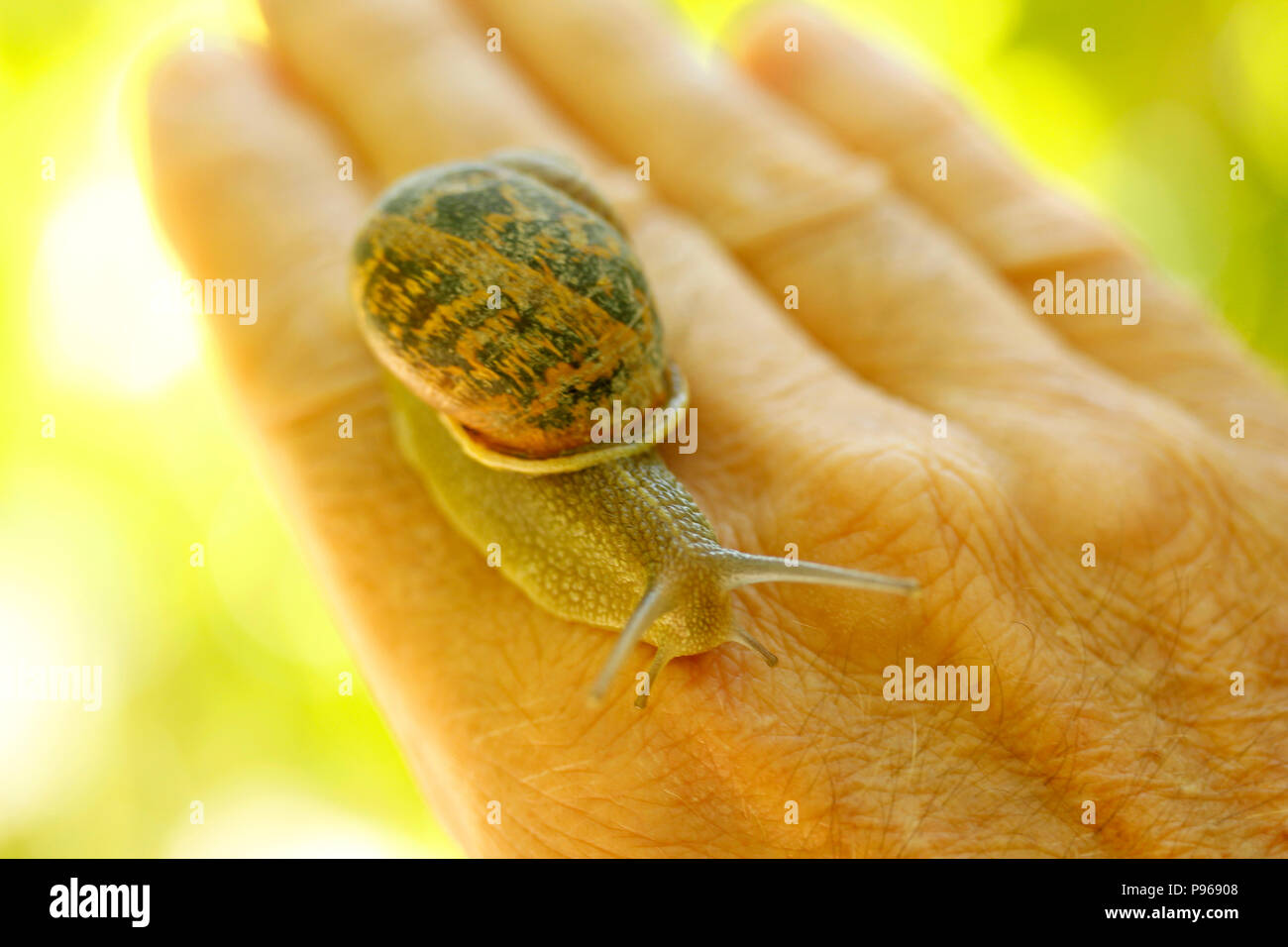 Hand Holding Snails High Resolution Stock Photography and Images - Alamy