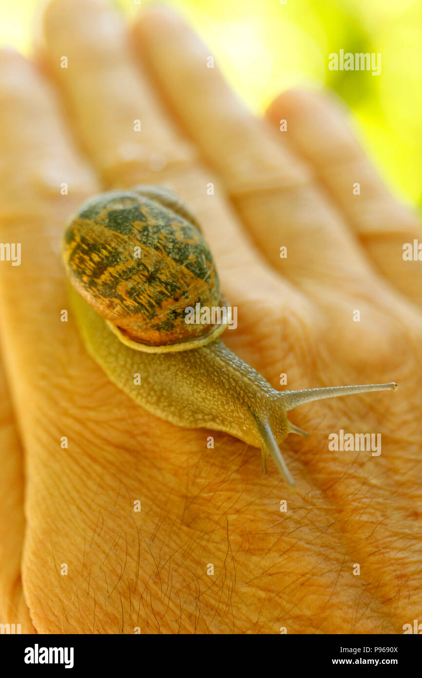 Snail on hand Stock Photo - Alamy