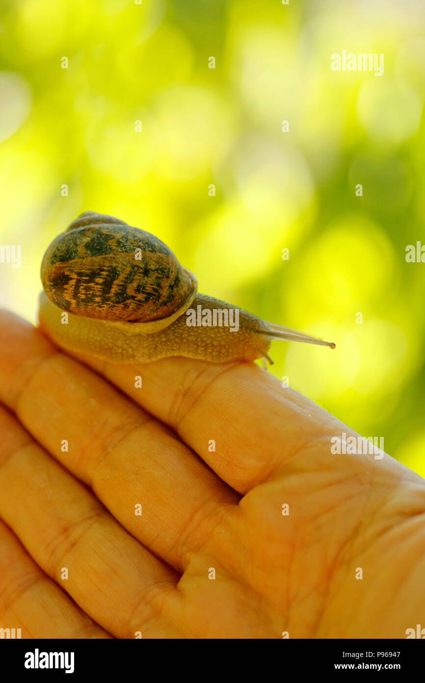 Snail on hand Stock Photo - Alamy