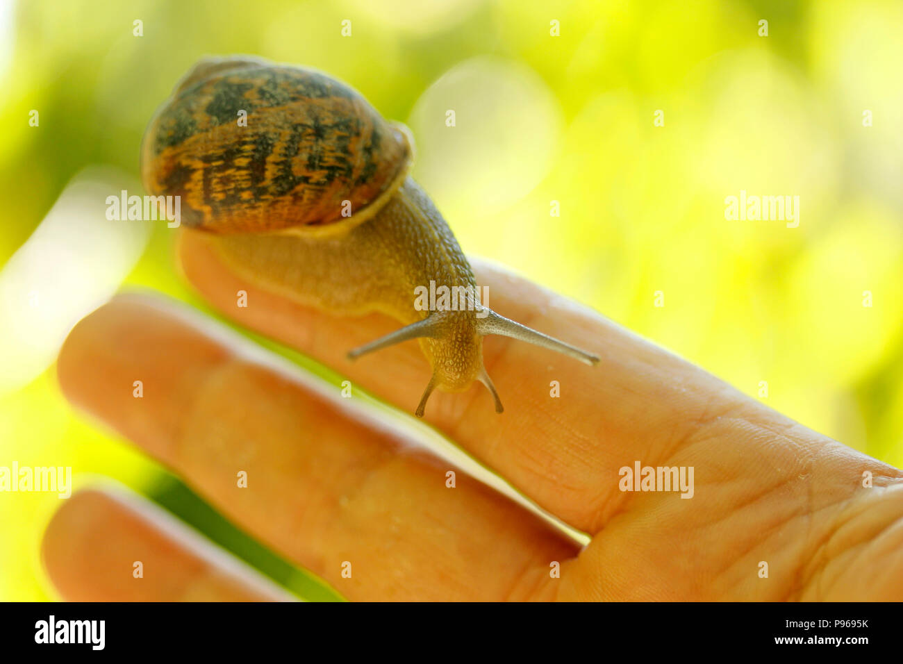 Hand holding snails hi-res stock photography and images - Alamy