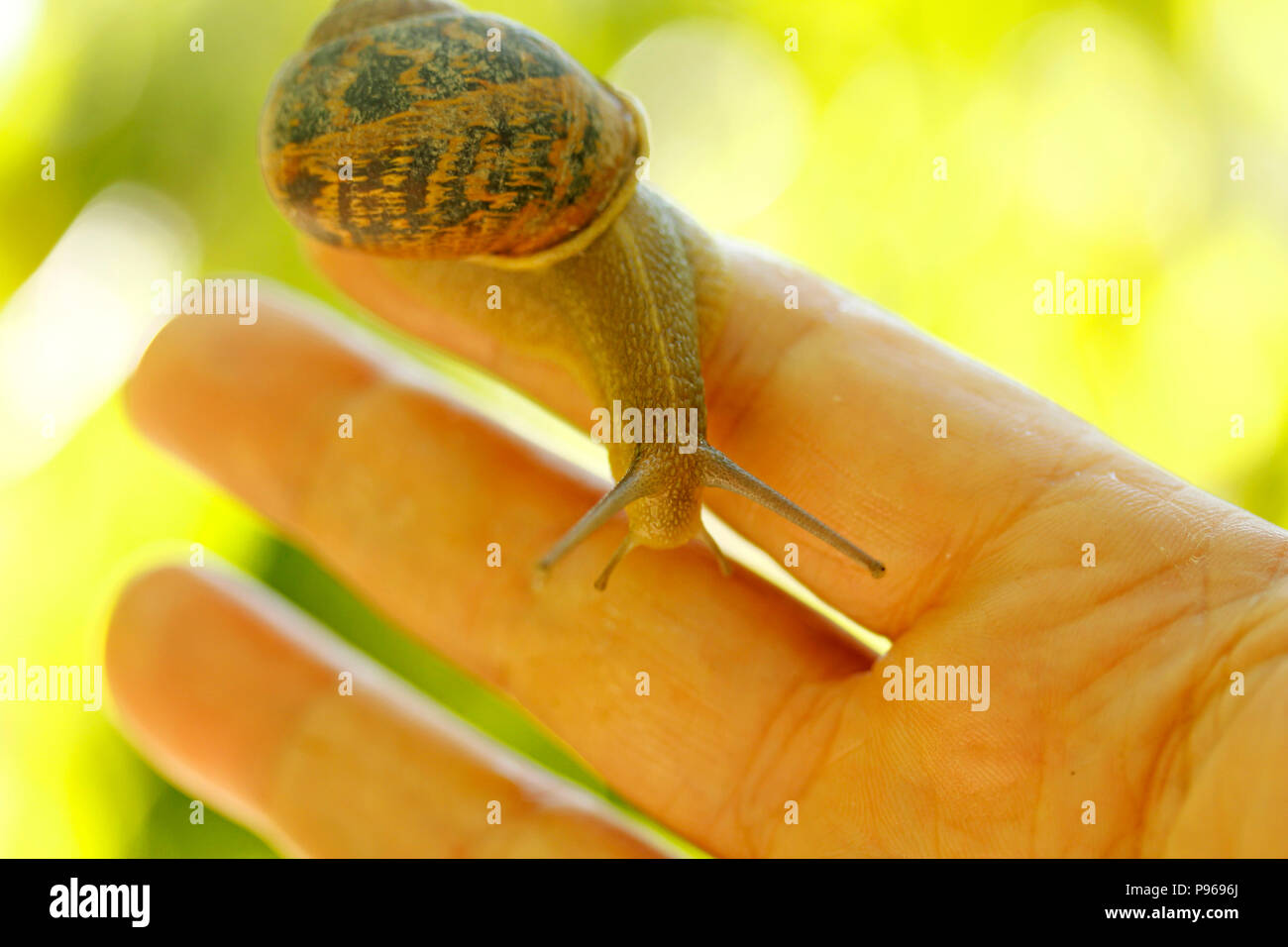 Snail on hand Stock Photo - Alamy