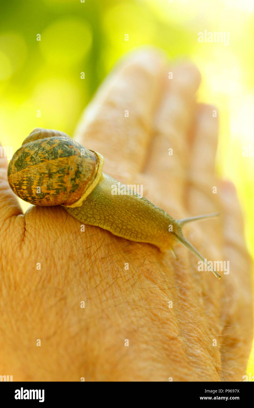 Snail on hand Stock Photo - Alamy