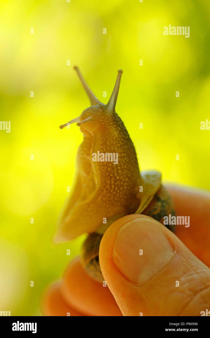 Hand holding snails hi-res stock photography and images - Alamy