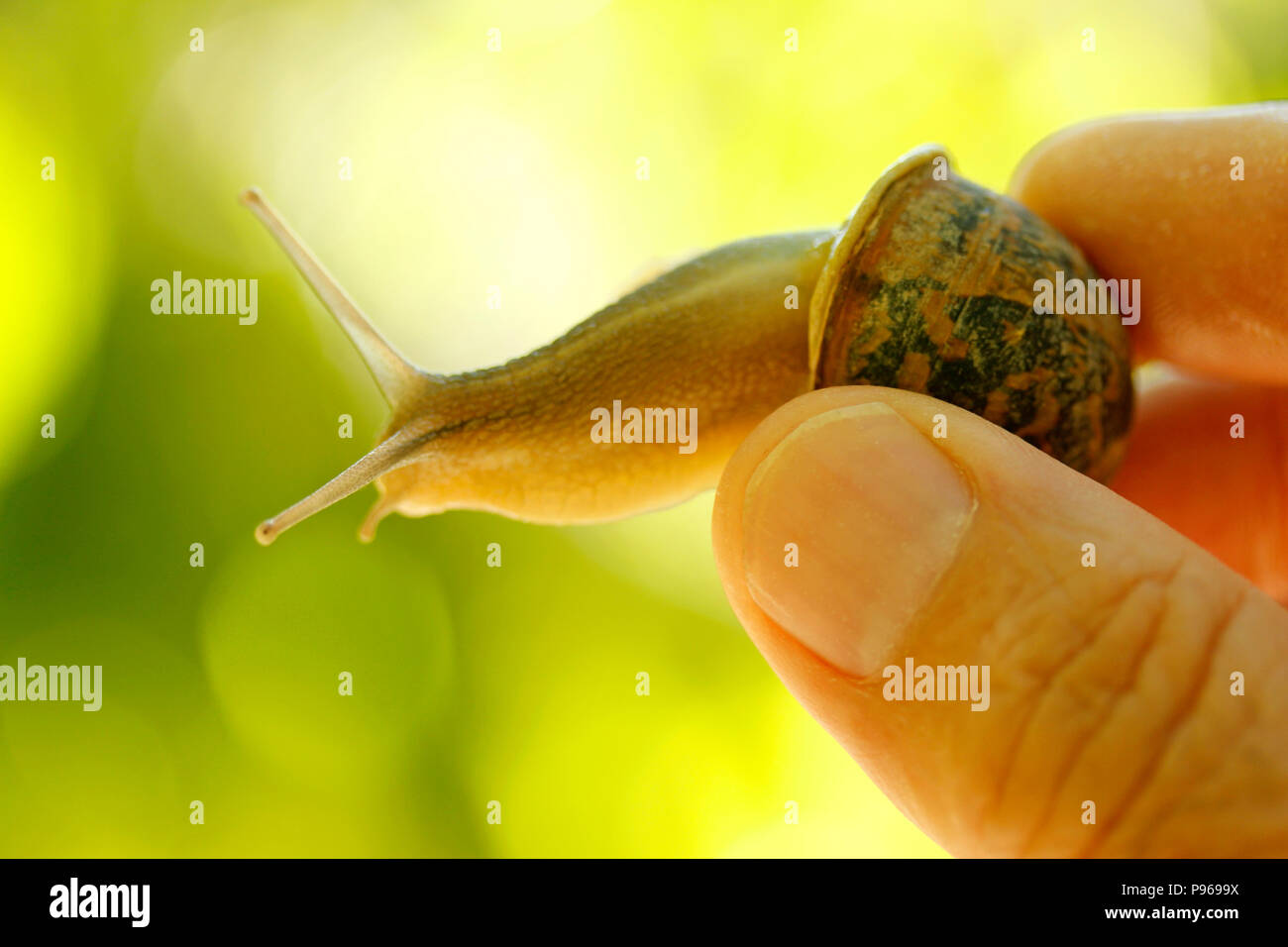 Snail on hand Stock Photo - Alamy