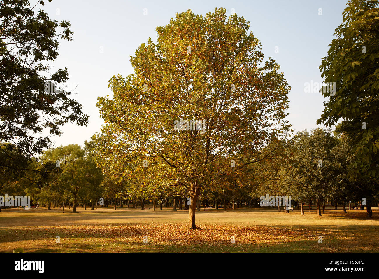 yellowing sycamore in autumn Stock Photo - Alamy