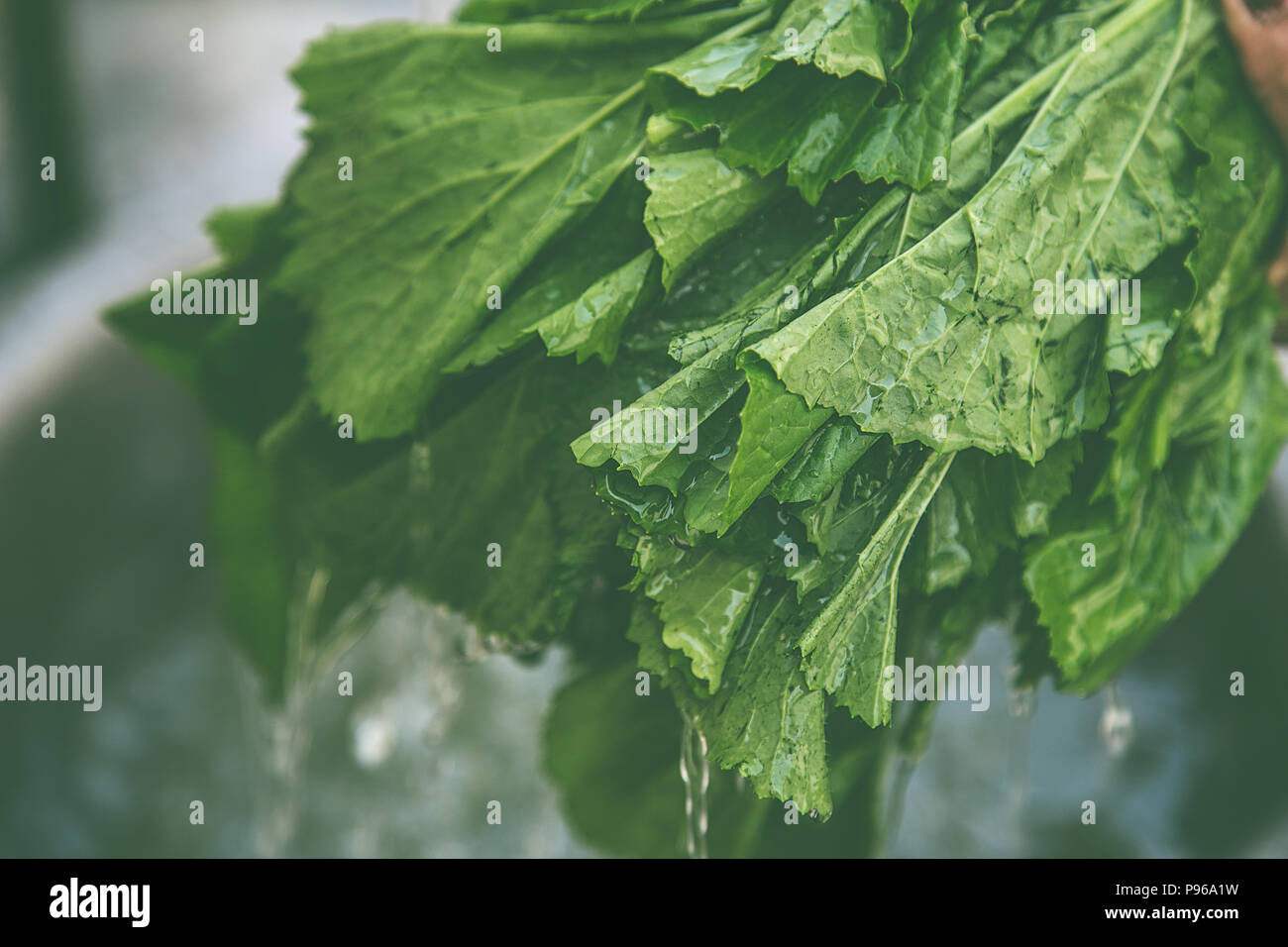 women washing fresh green vegetable leaves Stock Photo - Alamy