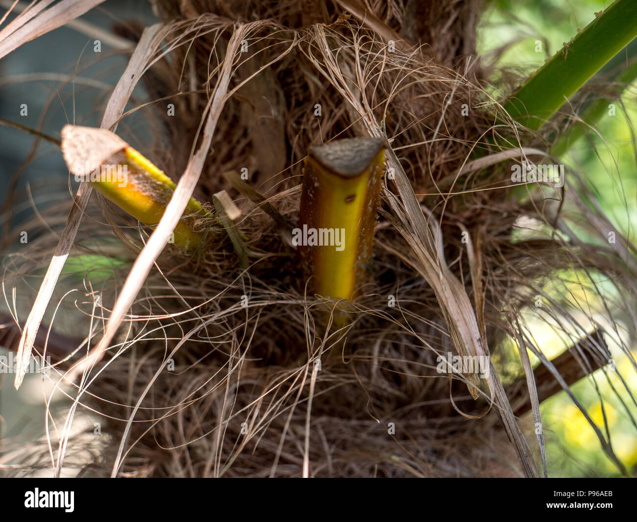 Palm tree trunk close up hi-res stock photography and images - Alamy