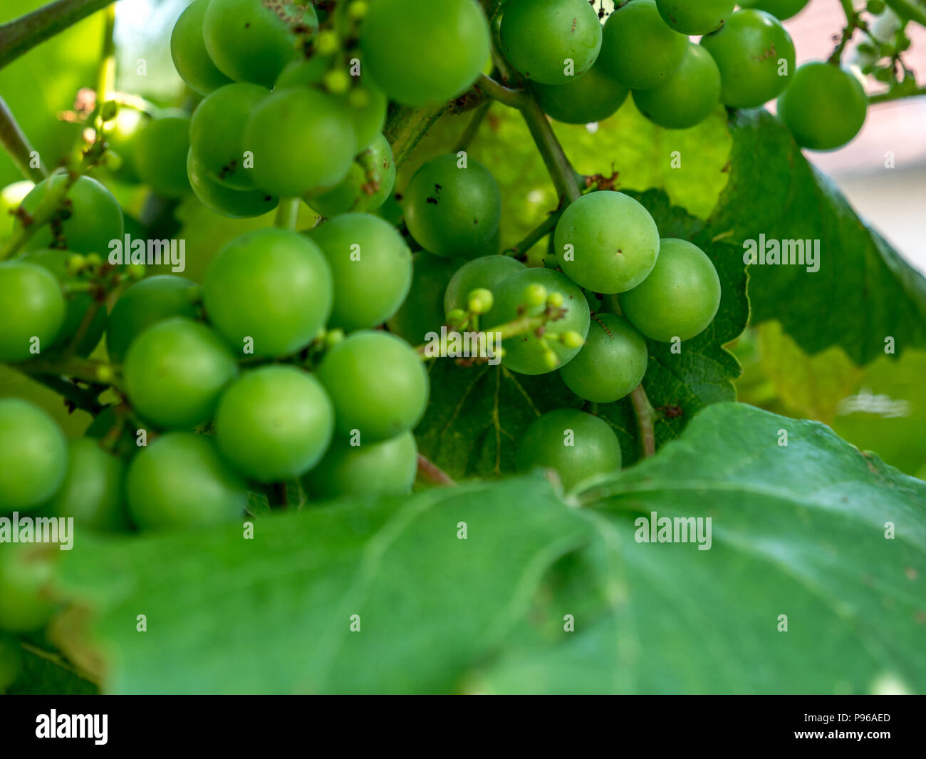 healthy fruits. white wine grapes in a vineyard still growing close up ...